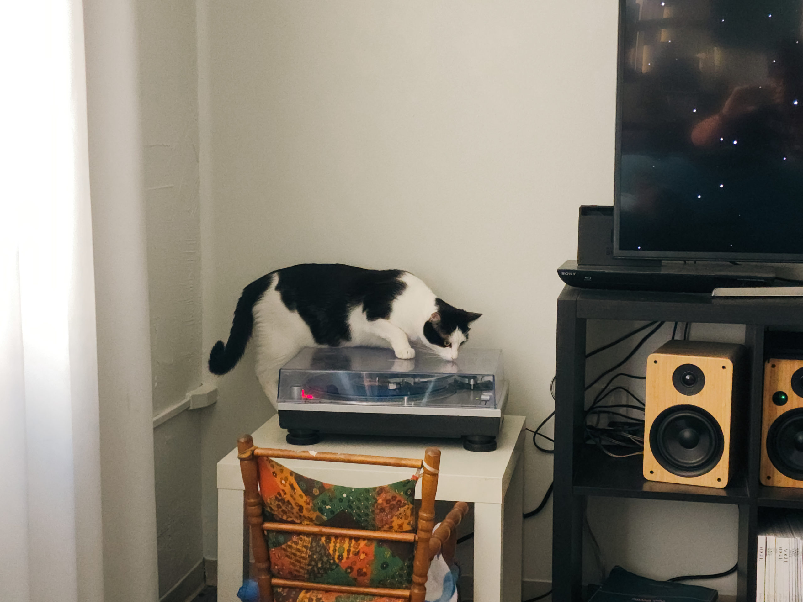 Millennial Cat – JimmyBramlett Dot Com